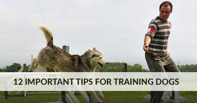 cochin dog training